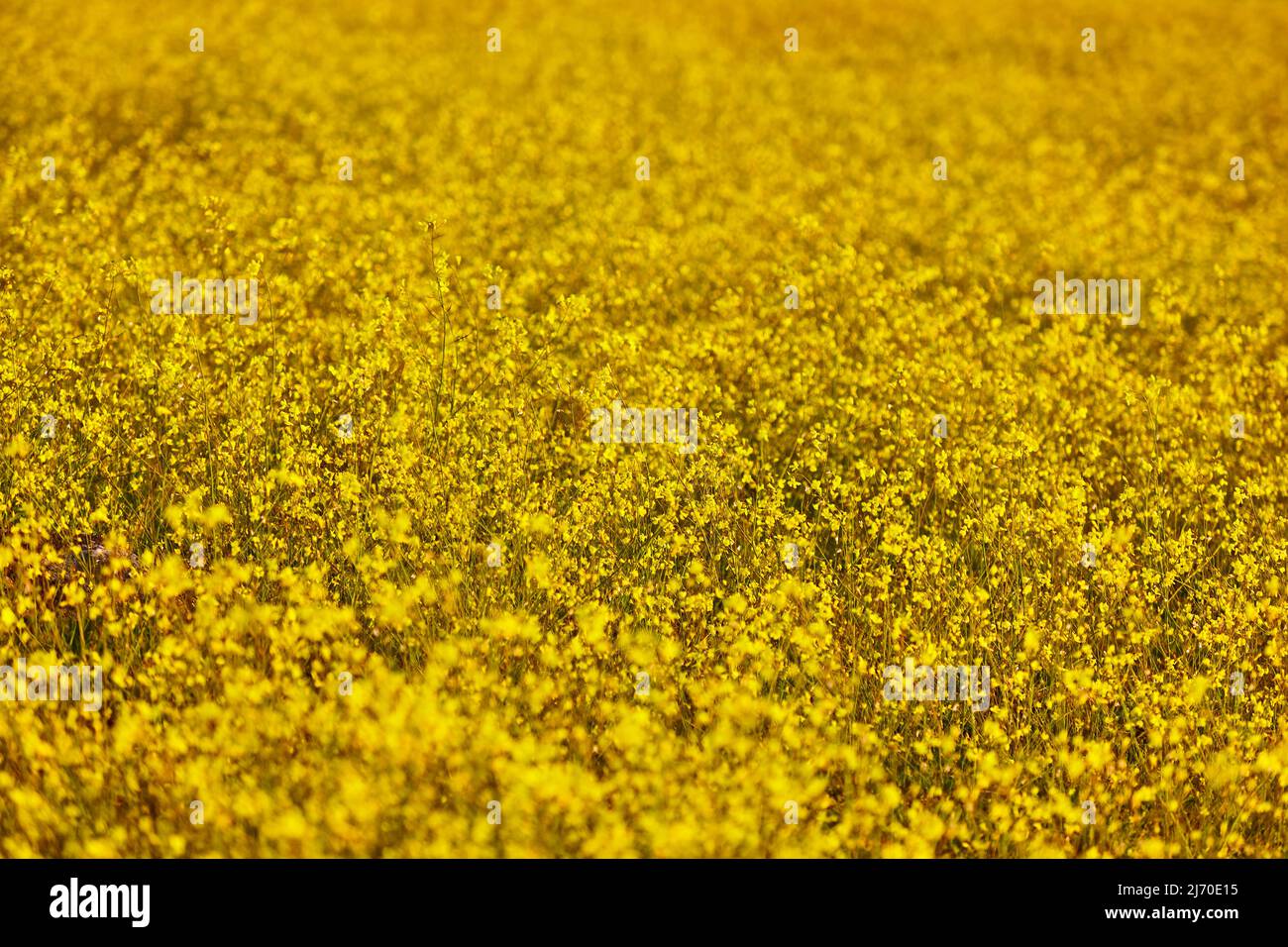 First yellow flowers to bloom in spring. Colorful season background ...