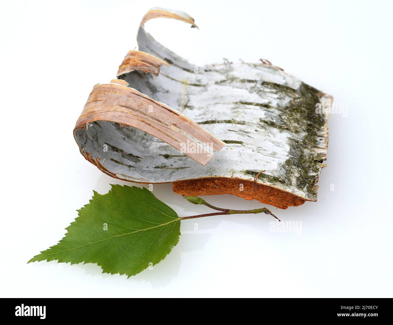 Birch tree, birch betula, is a native tree that is also used ...