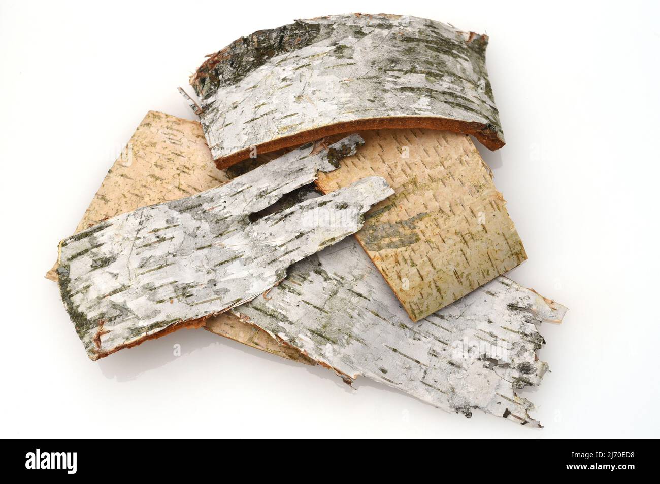 Birch tree, birch betula, is a native tree that is also used ...