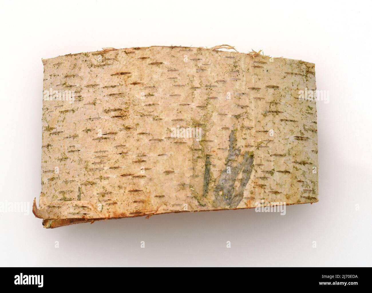 Birch tree, birch betula, is a native tree that is also used ...