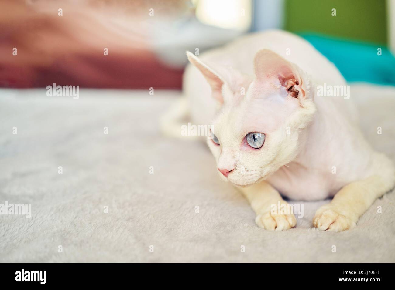 Sphynx cat blue eye hi-res stock photography and images - Alamy
