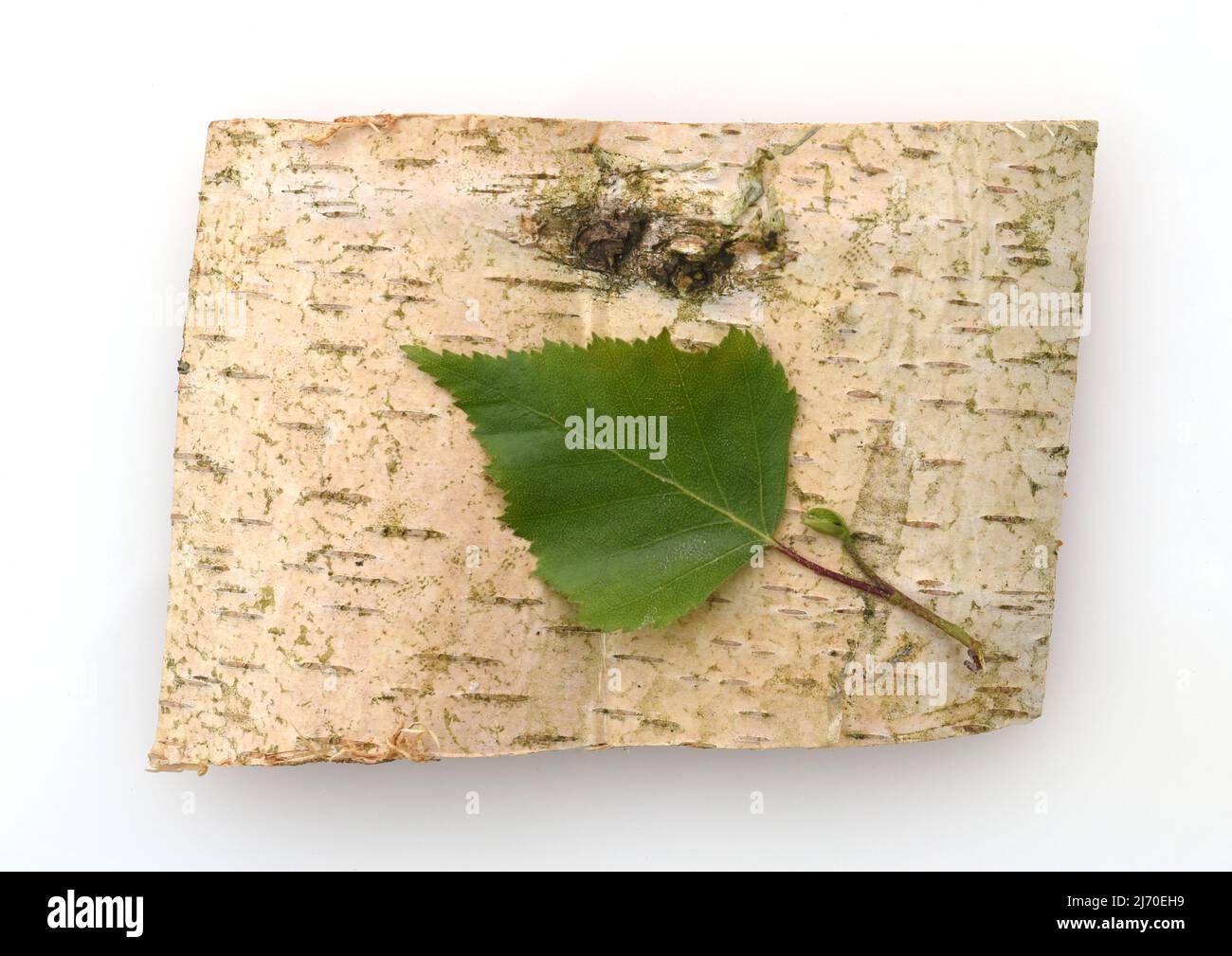 Birch tree, birch betula, is a native tree that is also used ...