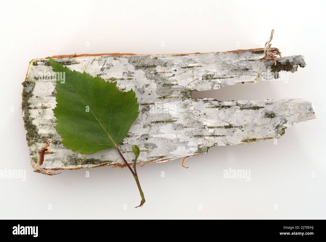 Birch tree, birch betula, is a native tree that is also used ...