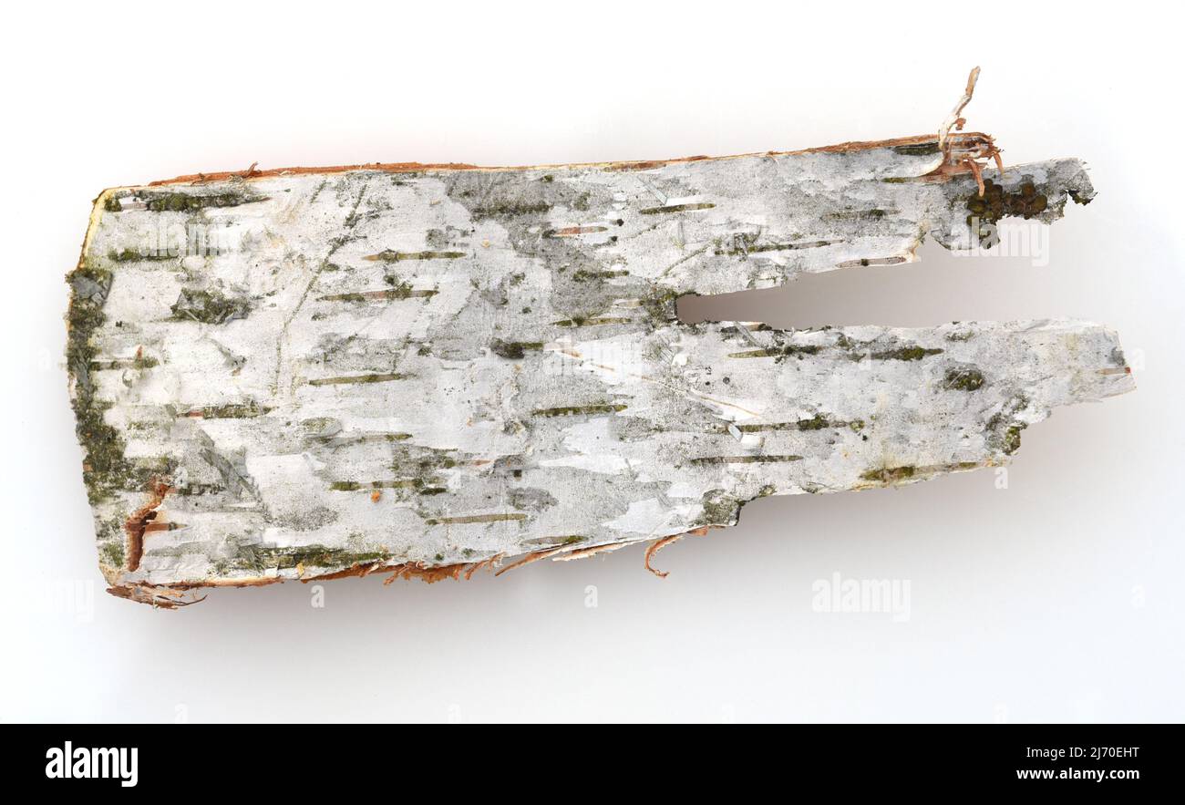 Birch tree, birch betula, is a native tree that is also used ...