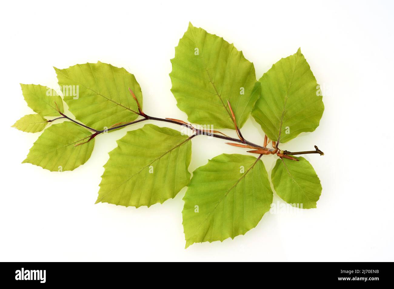 Beech, Fagus, sylvatica, is a deciduous tree, which is often found in ...