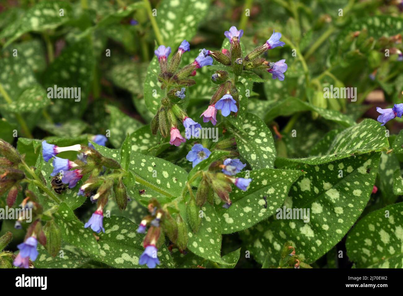 Lung herb Pulmonaria, officinalis is an important medicinal and ...