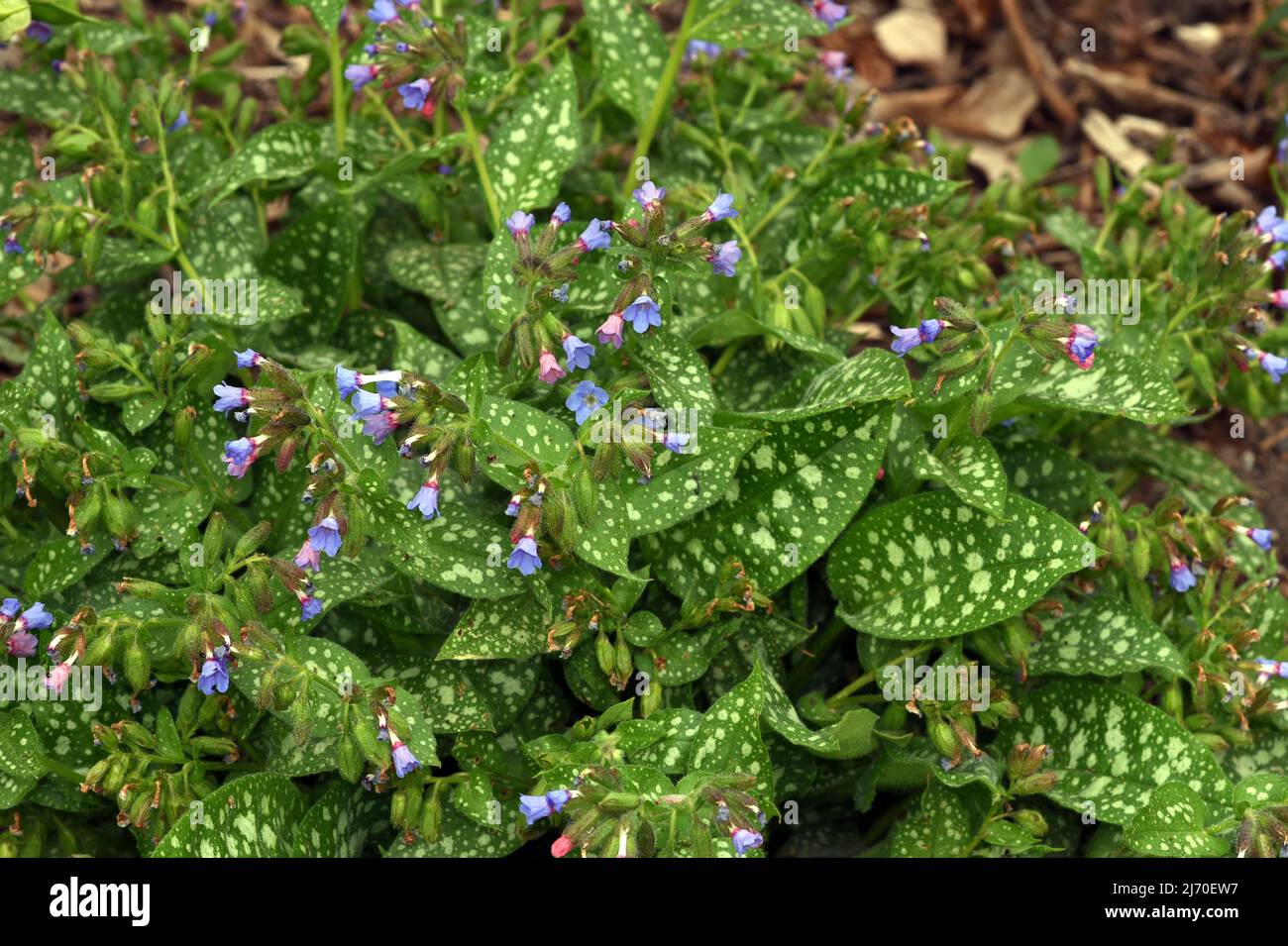 Lung herb Pulmonaria, officinalis is an important medicinal and ...