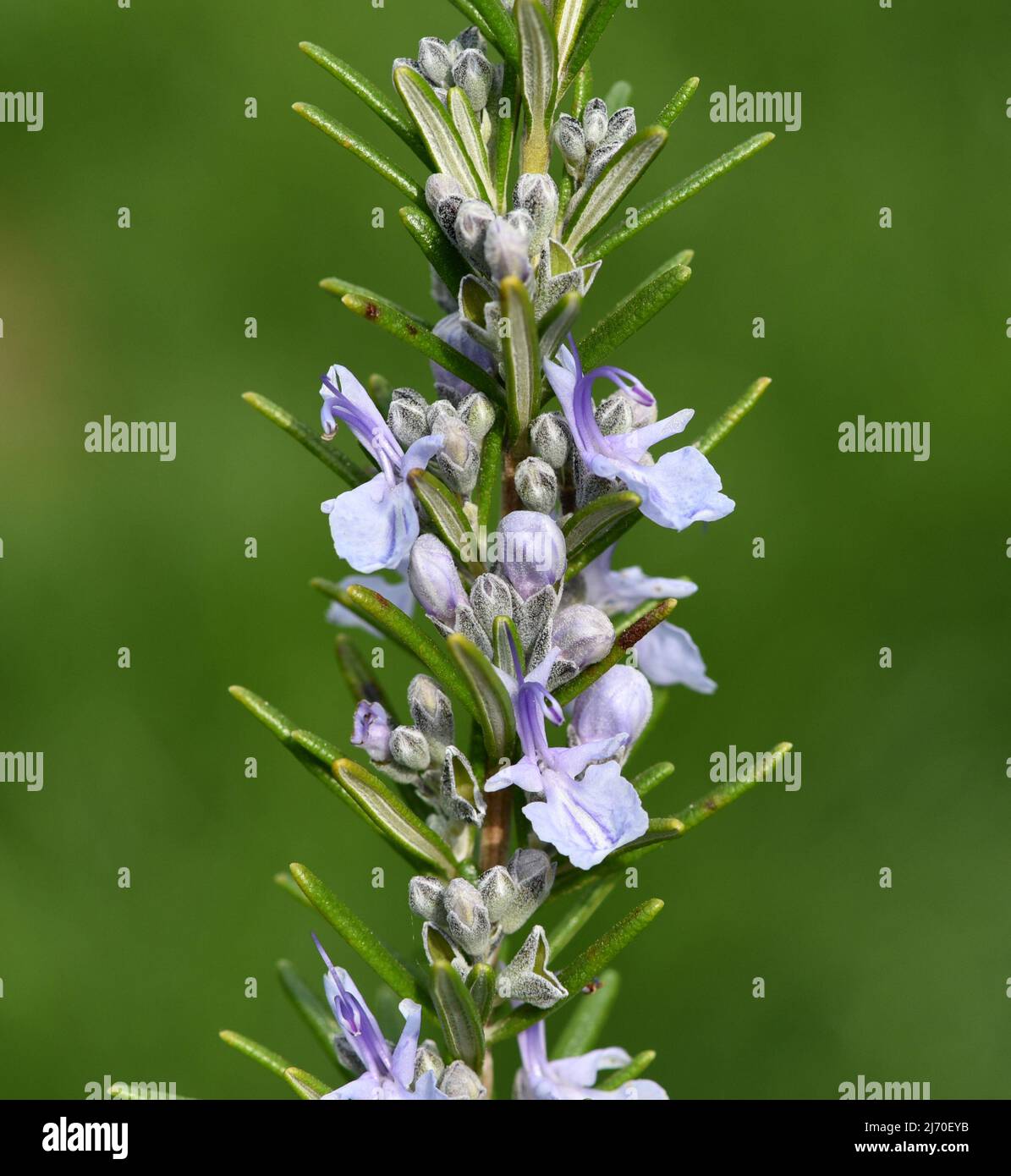 Rosemary officinalis, is a medicinal and herbal plant Stock Photo - Alamy