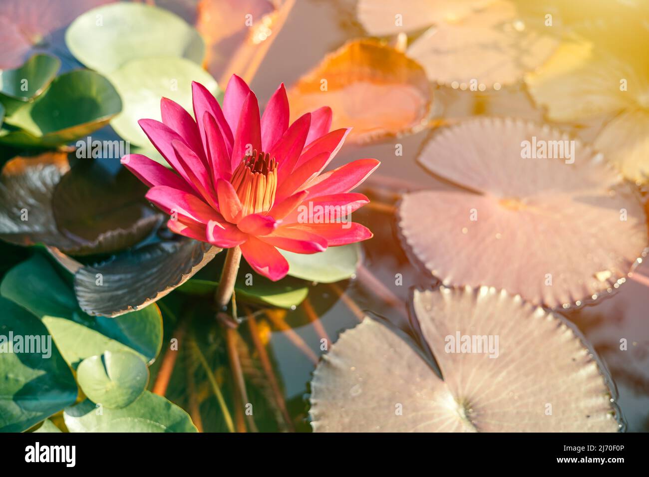 Most Beautiful Lotus Flower