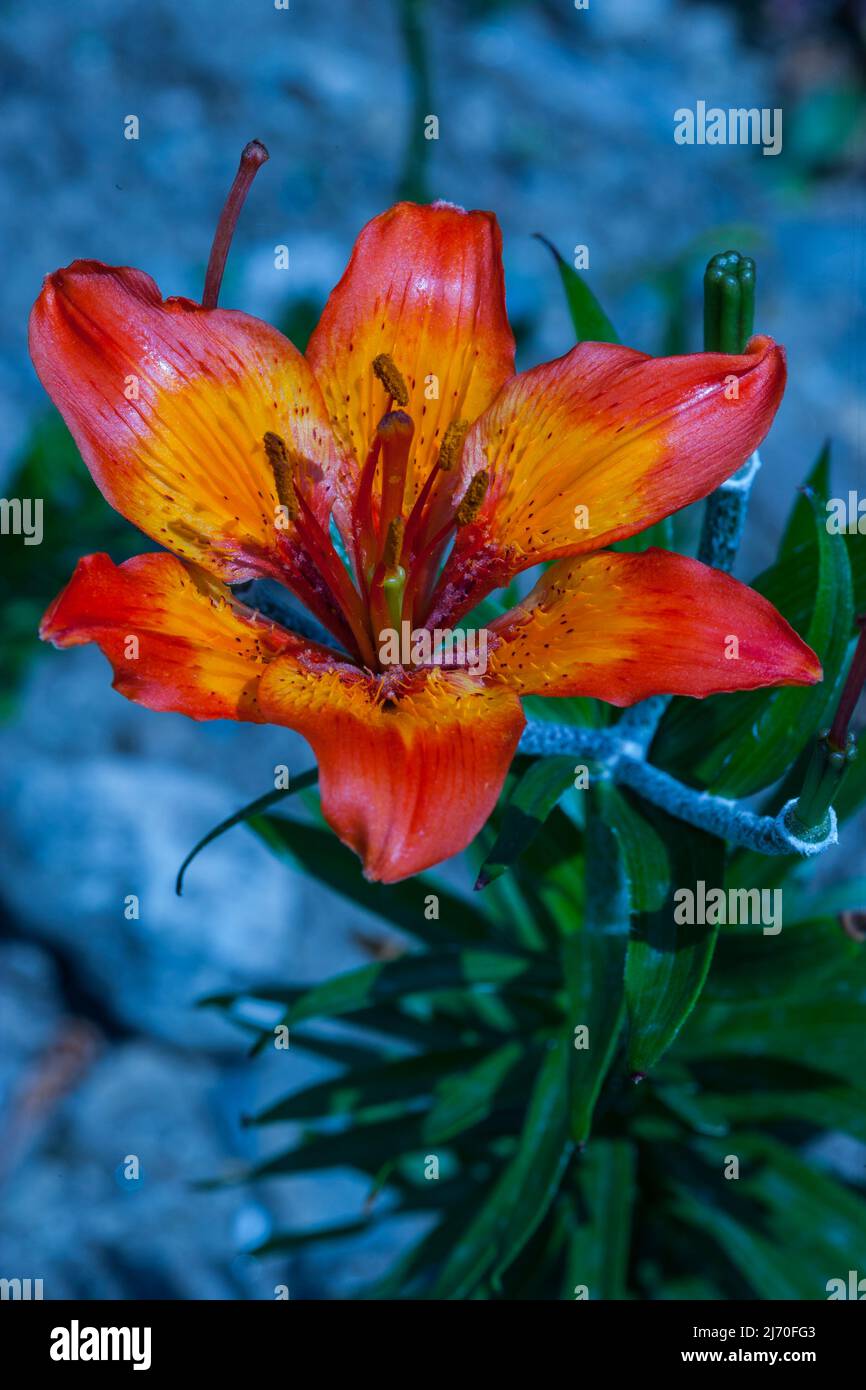 Lilium bulbiferum (family: Liliaceae. Western Alps). Common names ...