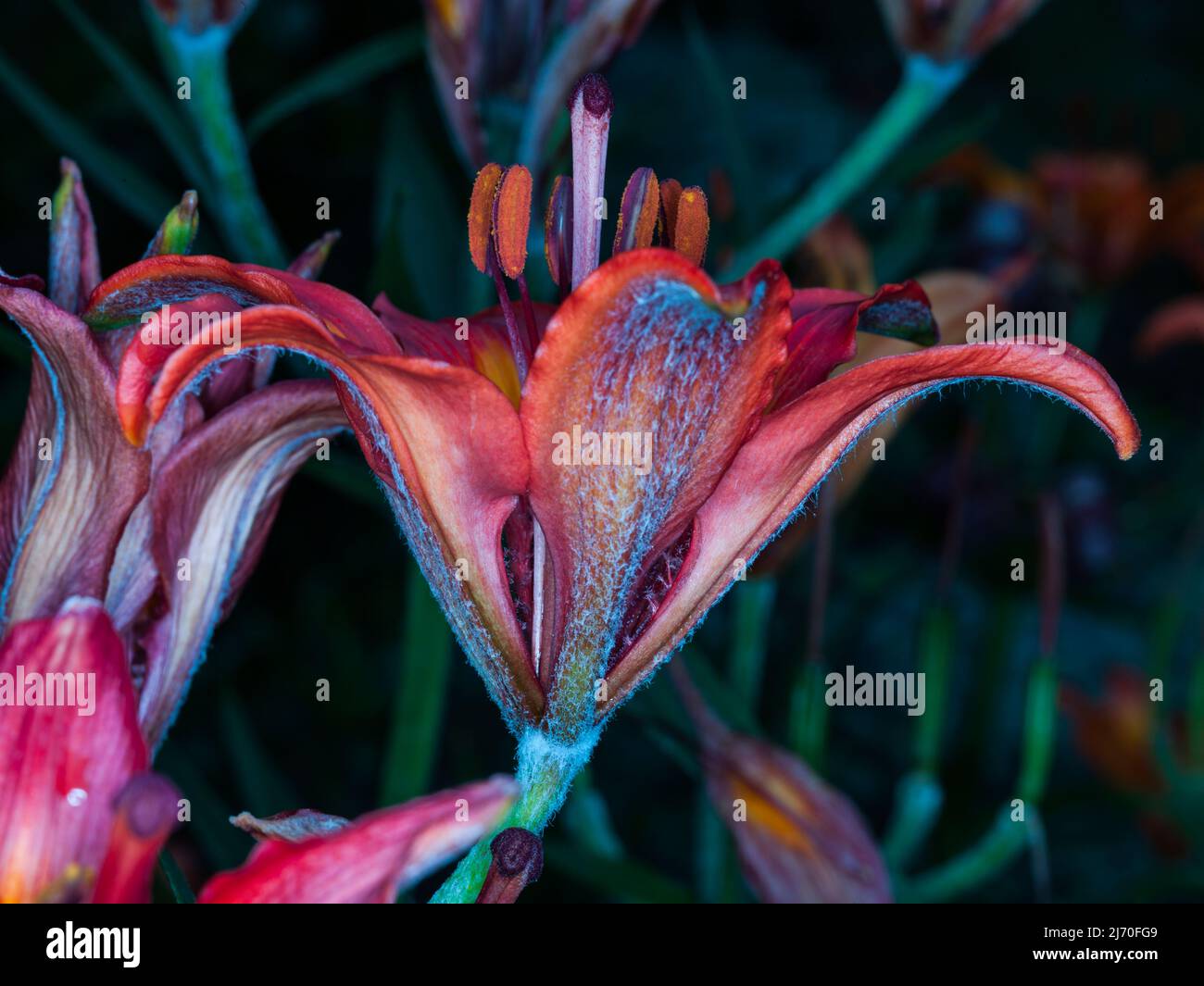 Lilium bulbiferum (family: Liliaceae. Western Alps). Common names ...