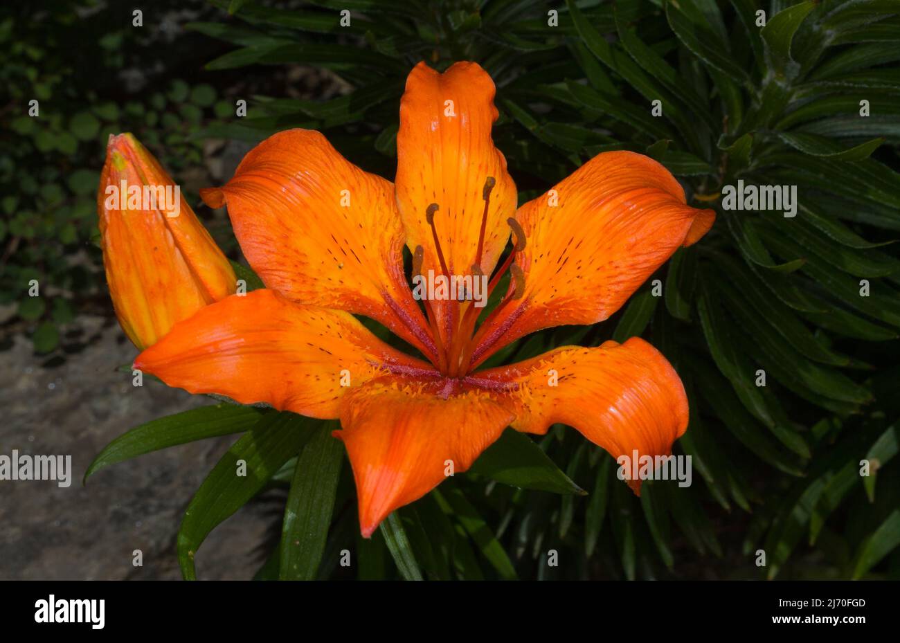 Lilium bulbiferum (family: Liliaceae). Common names: orange lily, fire ...