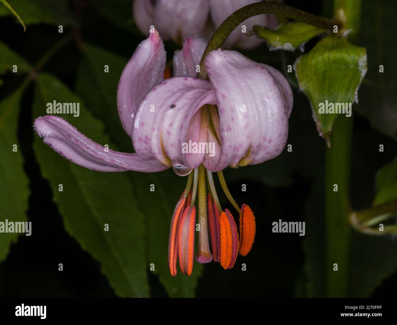 Lilium martagon (Family: Liliaceae. Western Alps). Common names ...
