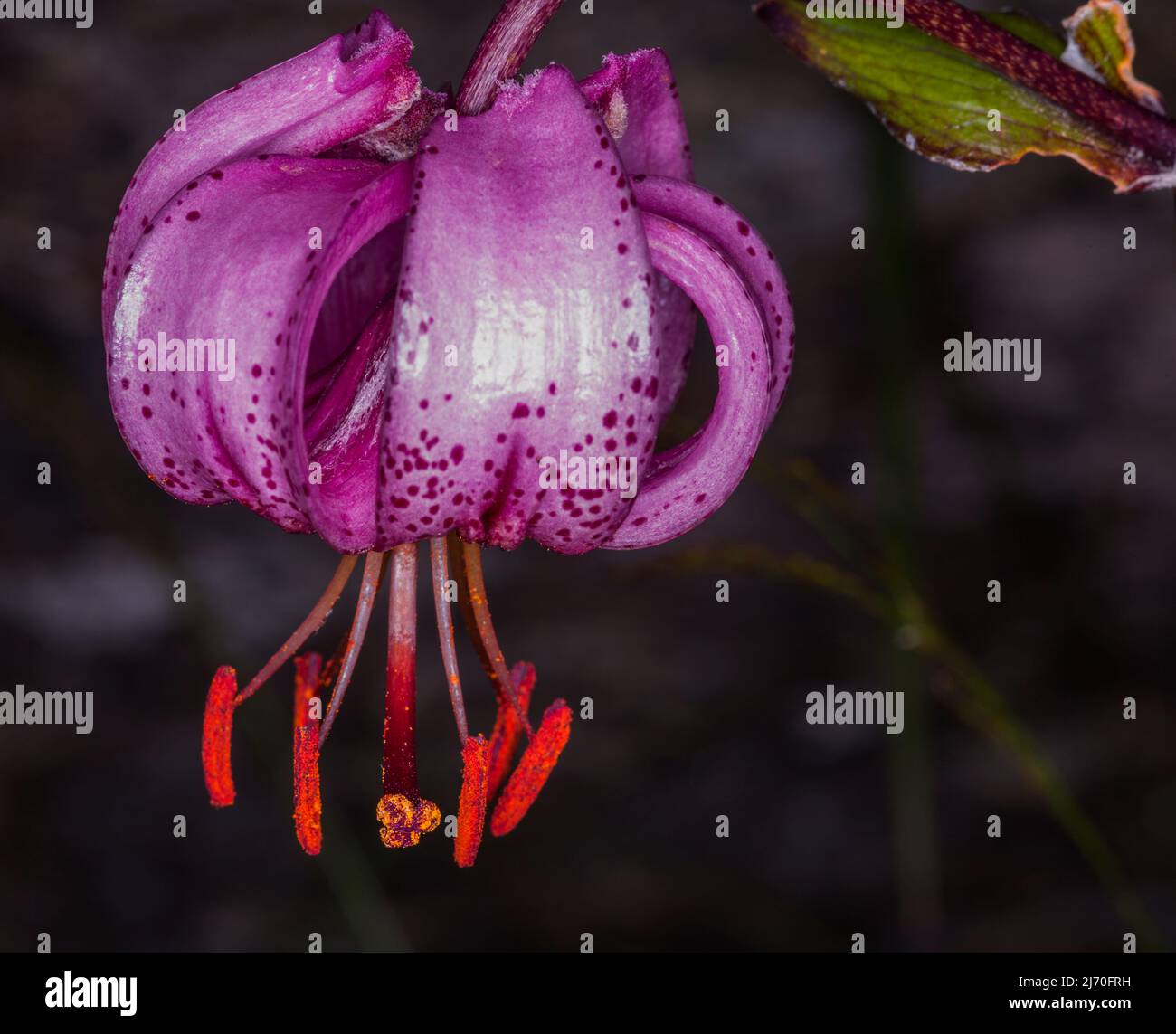 Lilium martagon (Family: Liliaceae. Western Alps). Common names ...