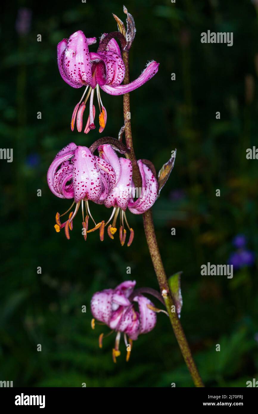 Lilium martagon (Family: Liliaceae. Western Alps). Common names ...