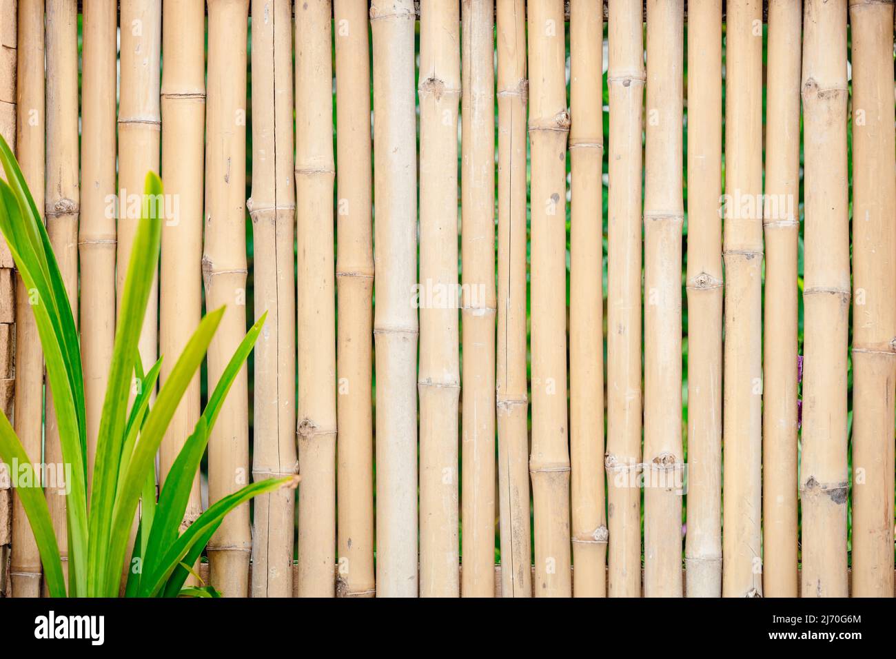 bamboo wooden stick wall for summer tropical hawaii sea beach nature ...
