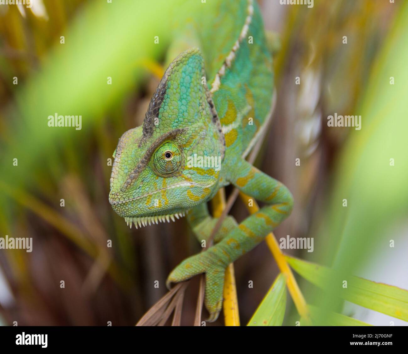 Chameleon climbing on branch. Chameleon lizard Reptile illustration ...