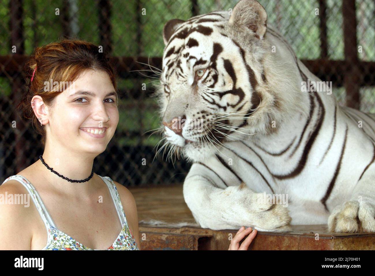 COLLEEN HOLDAR VOLUNTEER AT IN-SYNC EXOTIC. CAIRO A WHITE TIGER RESCUED ...