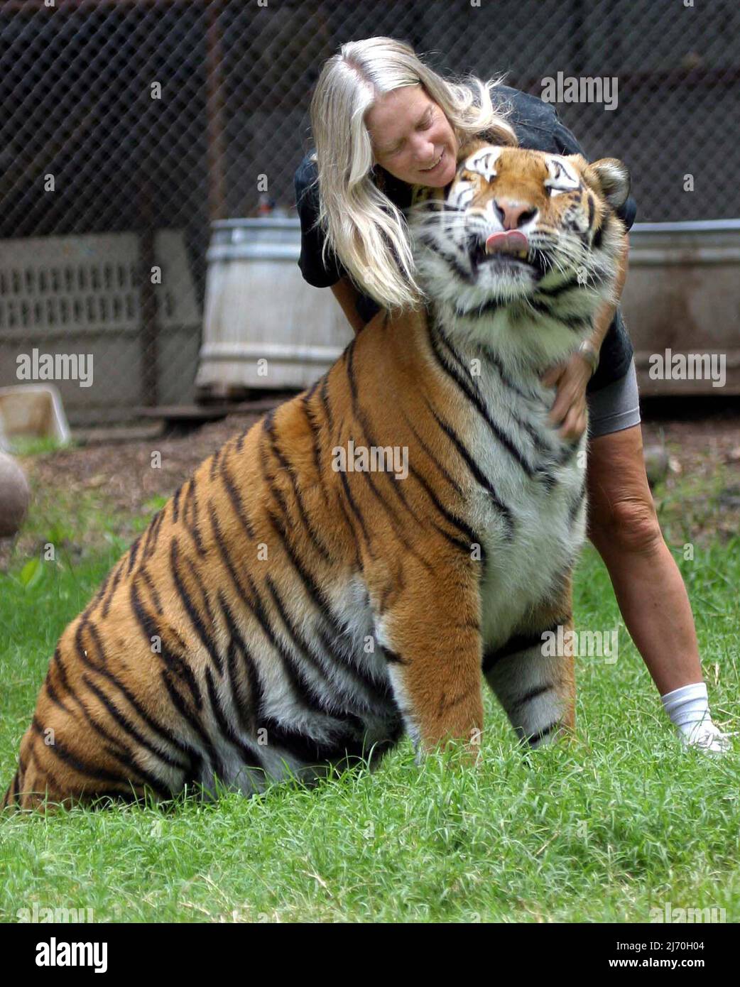 VICKY KEAHEY AT OUTDOOR TIGER AREA. VICKY ALONG WITH VOLUNTEERS HAS ...