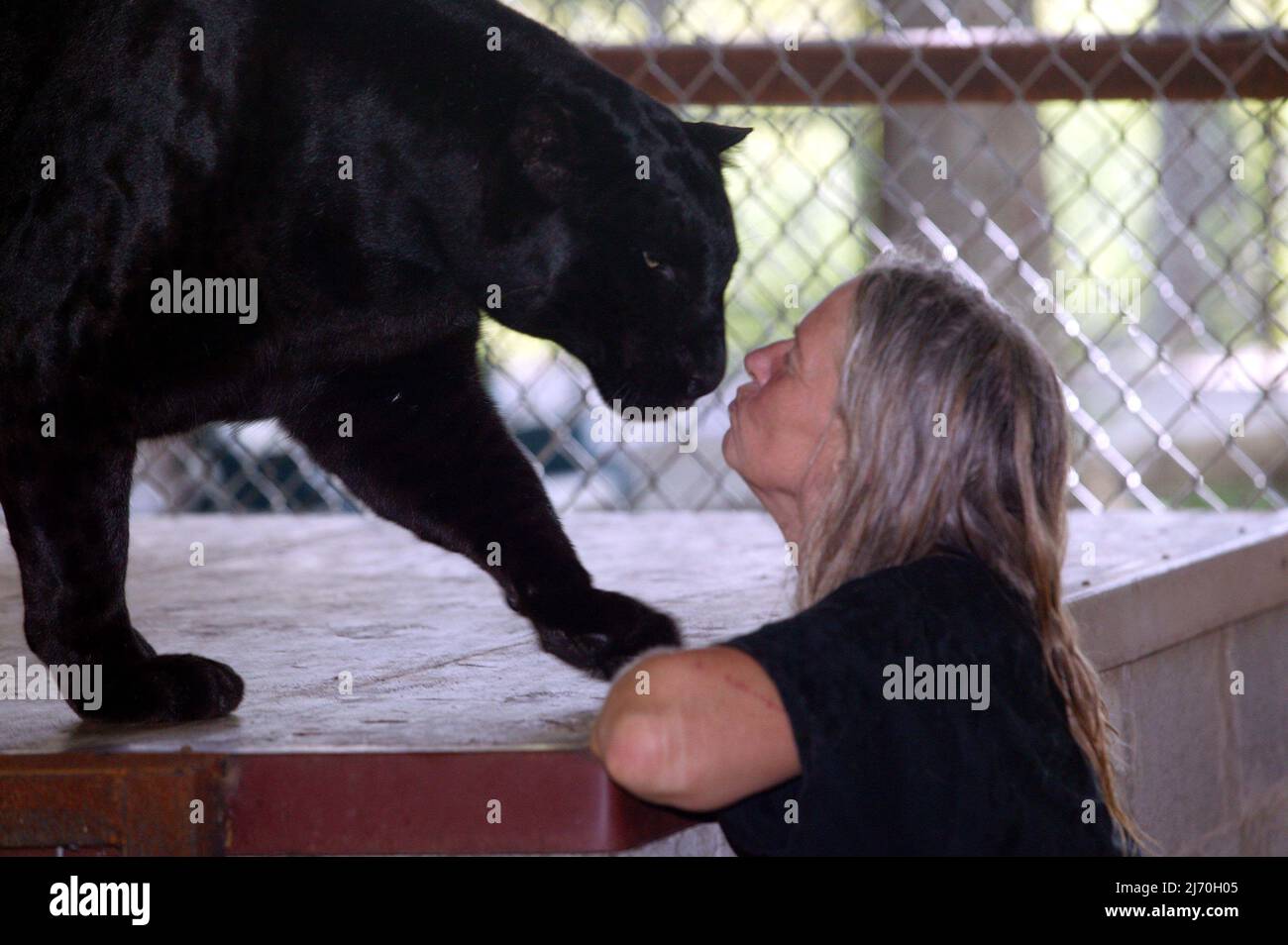 VICKY KEAHEY WITH BLACK LEOPARD. AT IN-SYNC EXOTIC. VICKY ALONG WITH ...