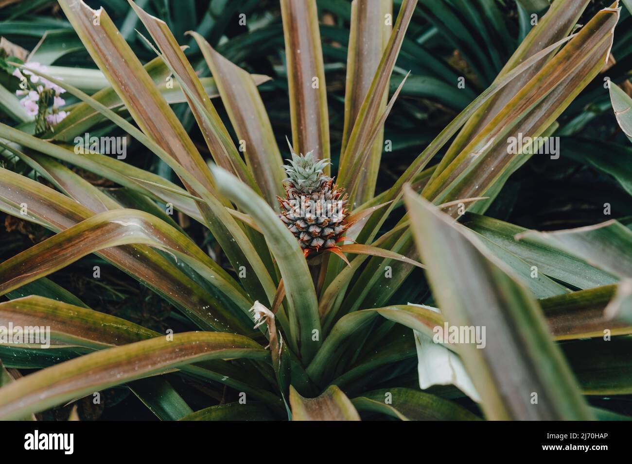 Azorean Pineapple Plant Growing Stock Photo - Alamy