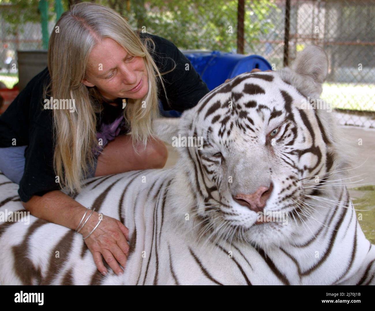 Rescued white tiger big cat hi-res stock photography and images - Alamy