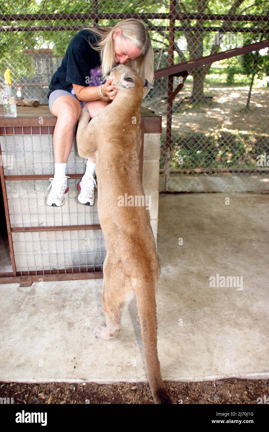 Kissing mountain lion hi-res stock photography and images - Alamy