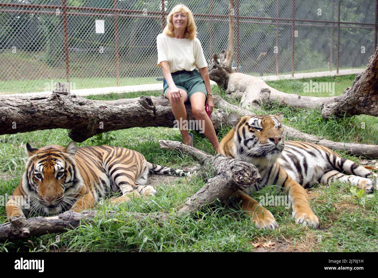 Tigers in captivity usa hi-res stock photography and images - Alamy