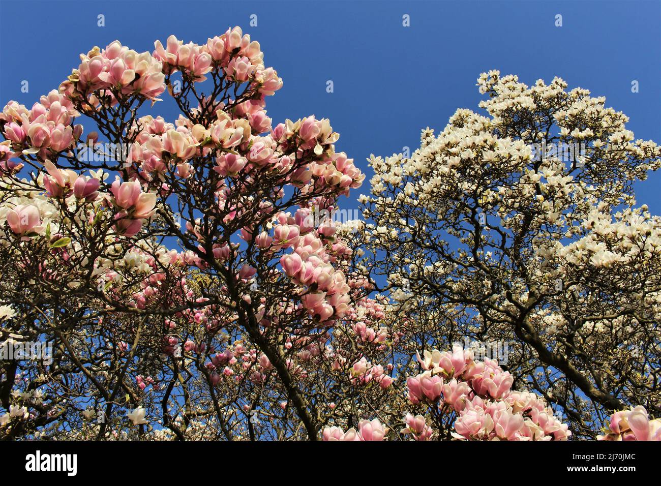 Magnolia tree trees in blossom in springtime hi-res stock photography ...