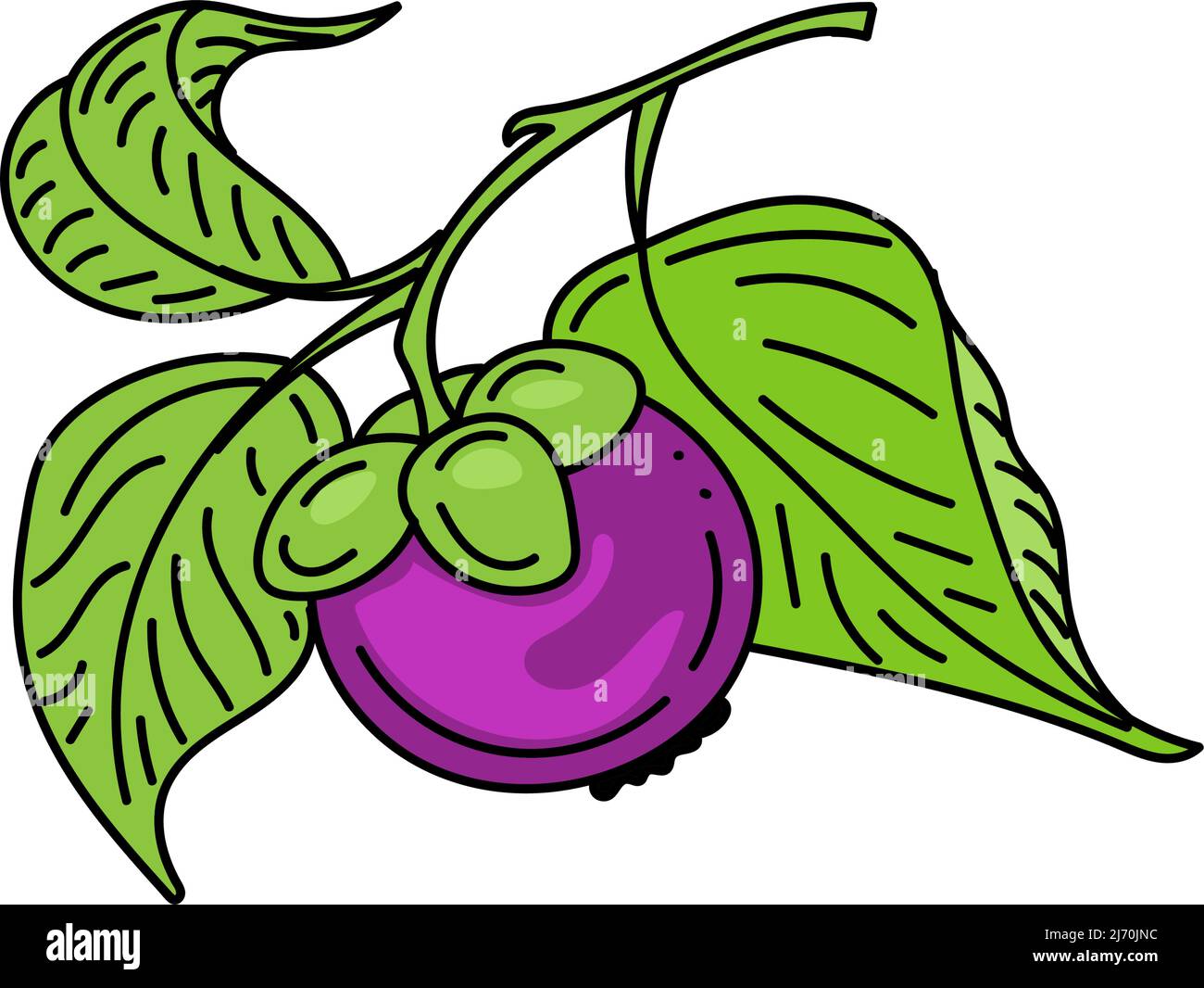 Mangosteen Tree Drawing