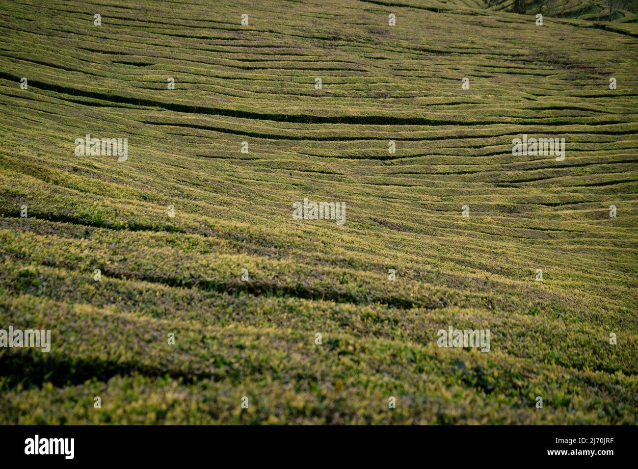 Gorreana Tea Plantations in São Miguel Island, Azores Stock Photo - Alamy