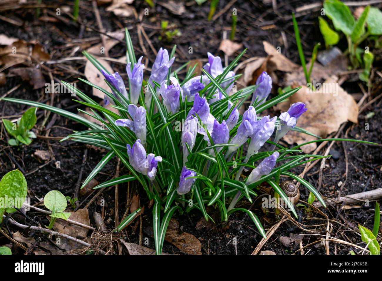 Flowers under the snow hi-res stock photography and images - Alamy