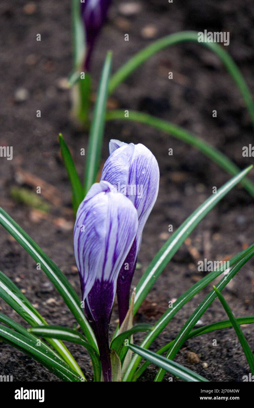 Two flowers under snow hi-res stock photography and images - Alamy