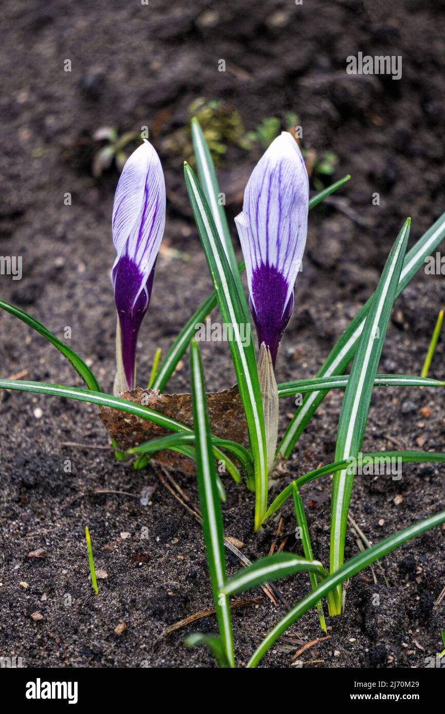 Two flowers under snow hi-res stock photography and images - Alamy