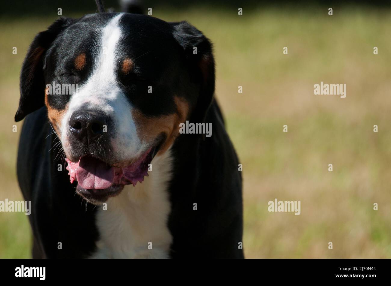 Greater Swiss Mountain Dog clos eup headshot Stock Photo - Alamy