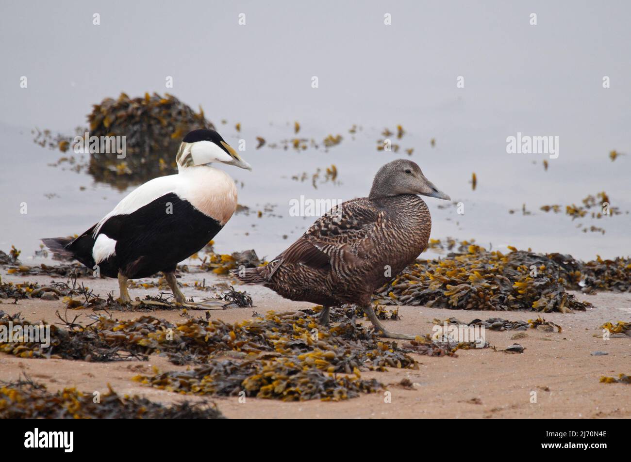 A pair of common eider, somateria mollissima, cuddy's duck, Scotland ...