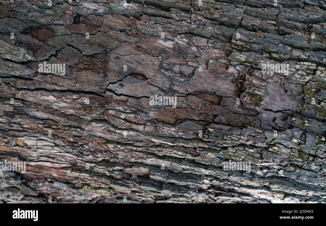 Old tree bark texture background. Gray and brown wood skin abstract ...