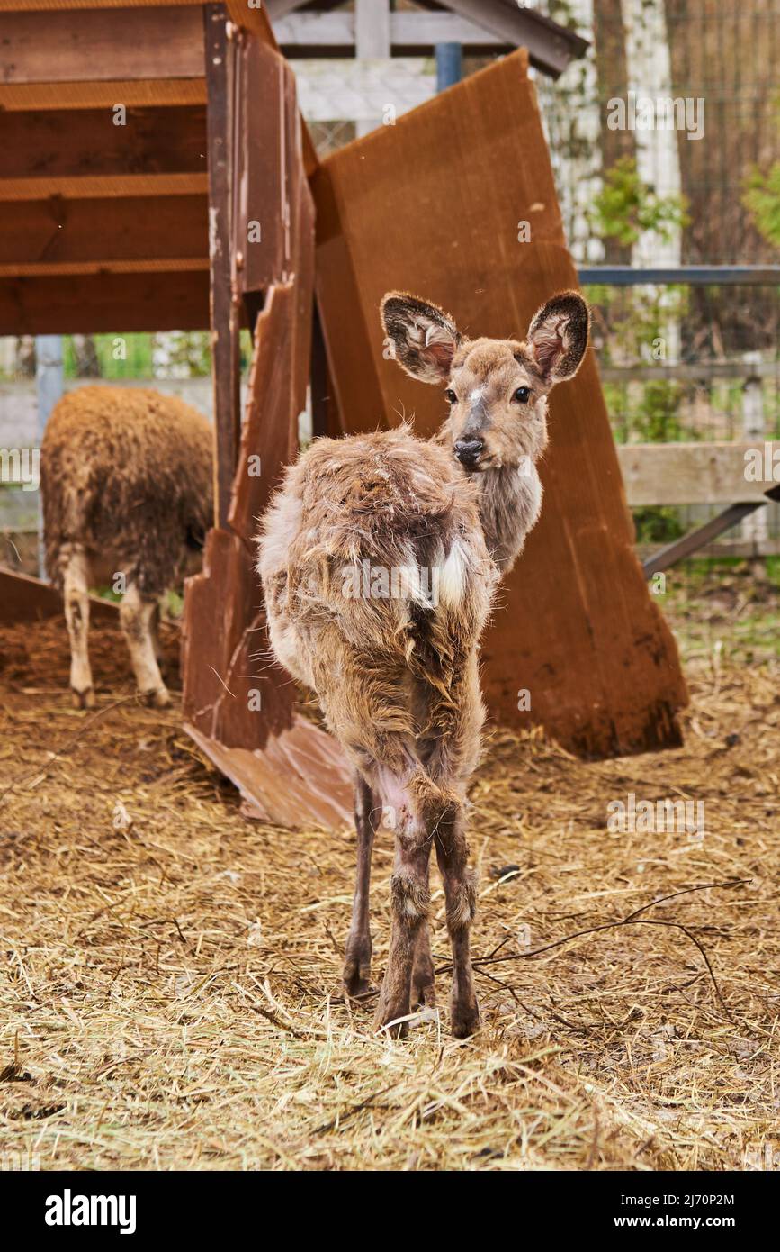 Big eared sheep hi-res stock photography and images - Alamy
