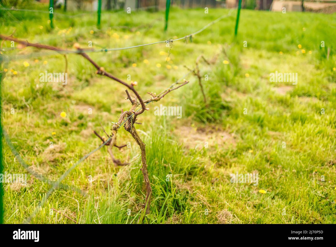 Landscape of green vineyard row at the beginning stage of planting ...