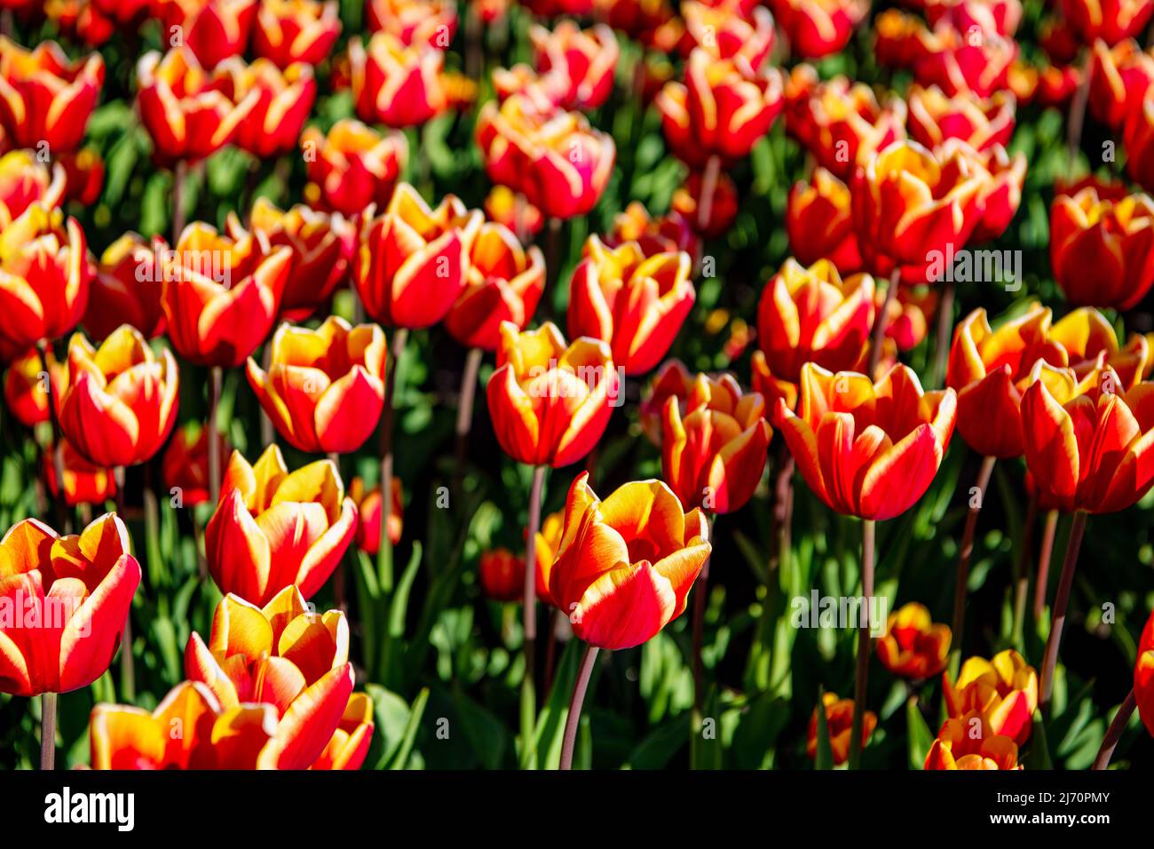 red tulip flower field with colorful natural background. flowering ...