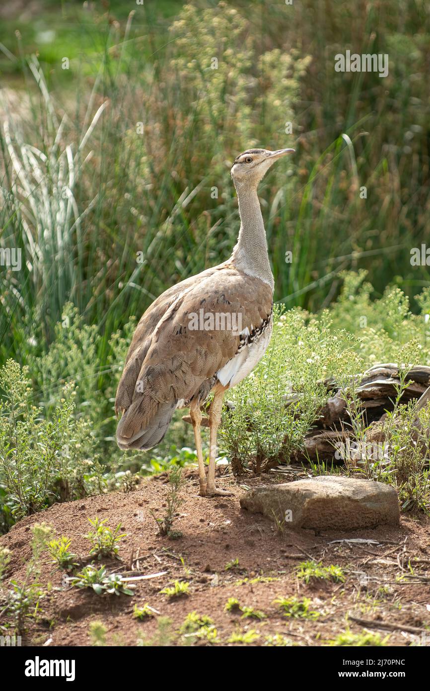 Australian bustard hi-res stock photography and images - Alamy