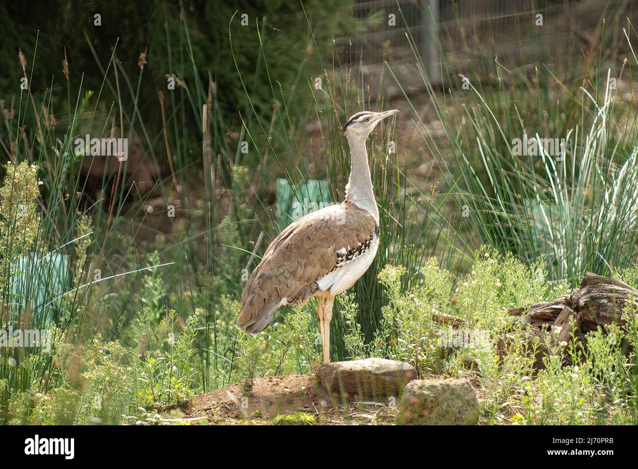 Australian Bustard, Ardeotis australis at Serendip Sanctuary, near ...