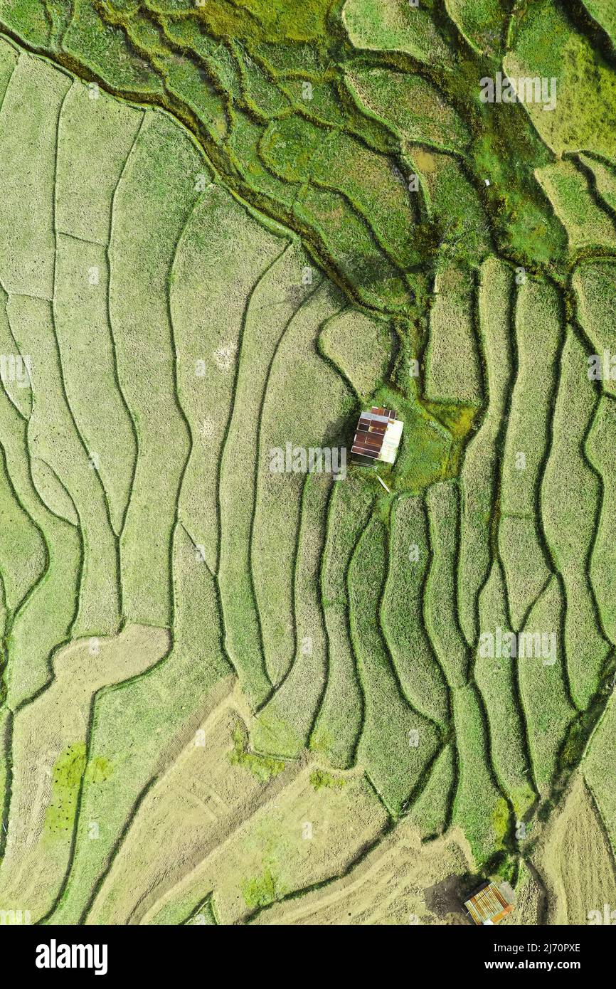 Wat ban wen hi-res stock photography and images - Alamy