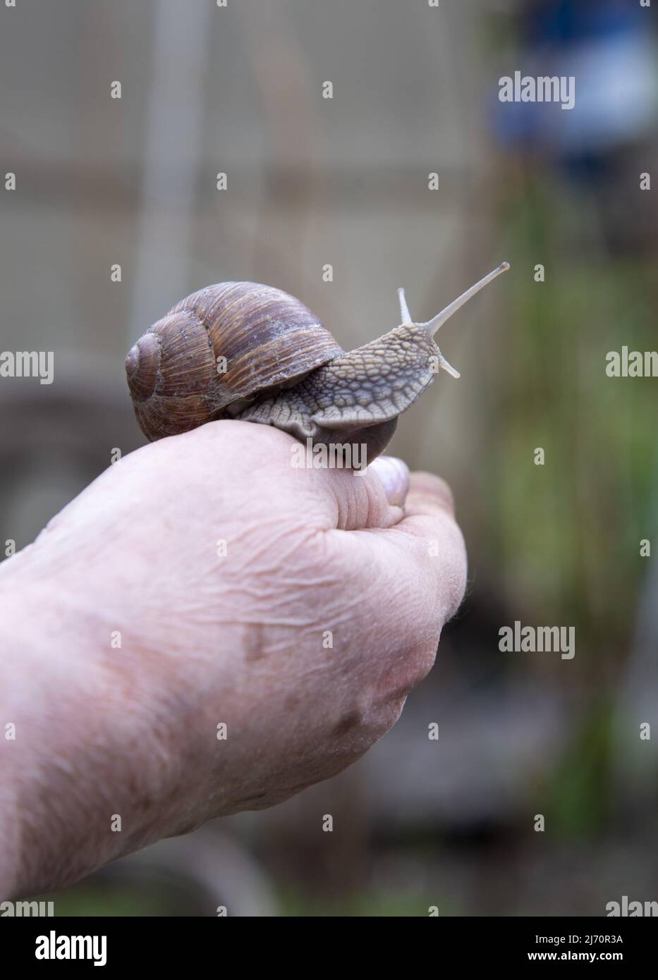 A large garden snail crawls on the arm of an elderly woman Stock Photo ...