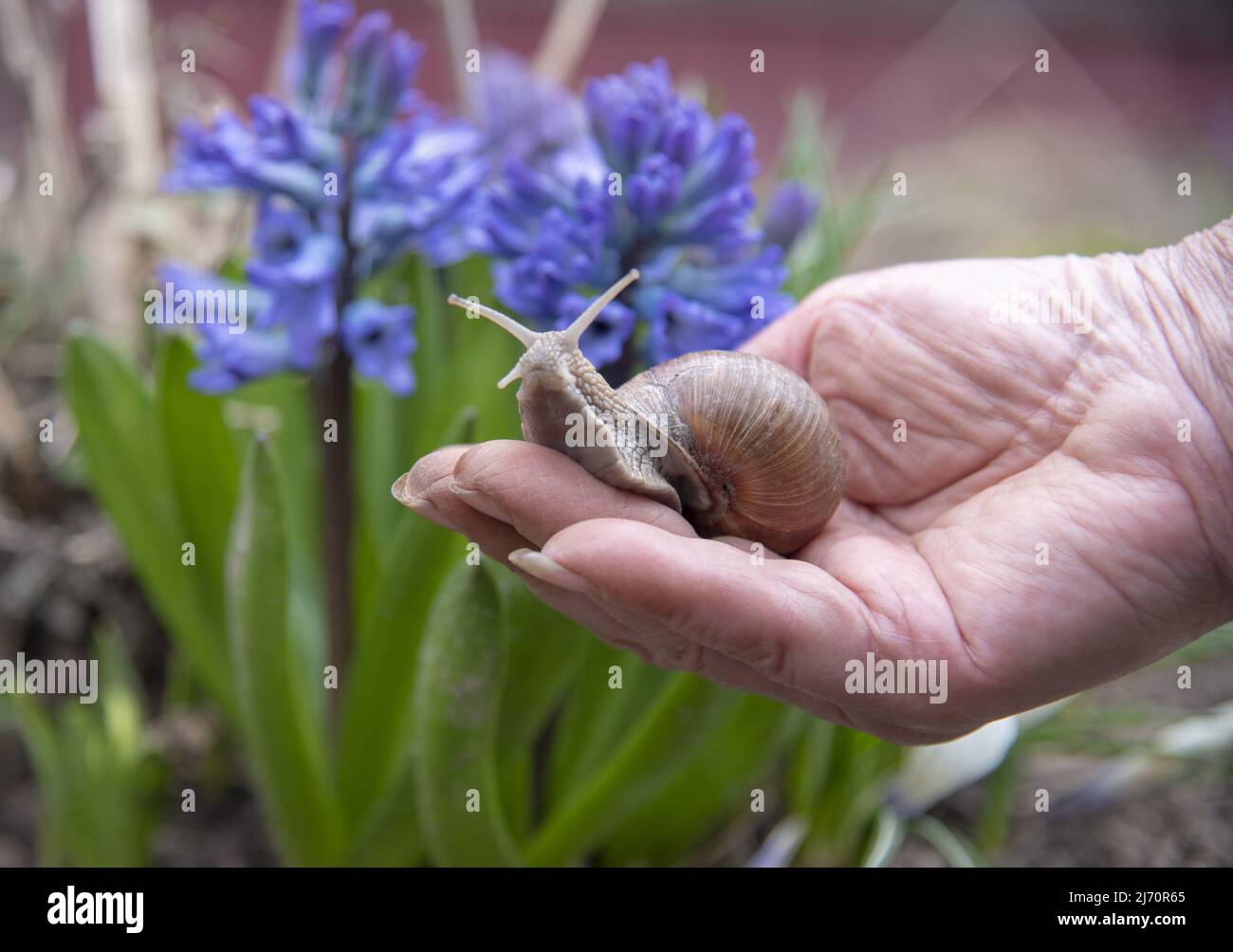 Bulbous horns hi-res stock photography and images - Alamy