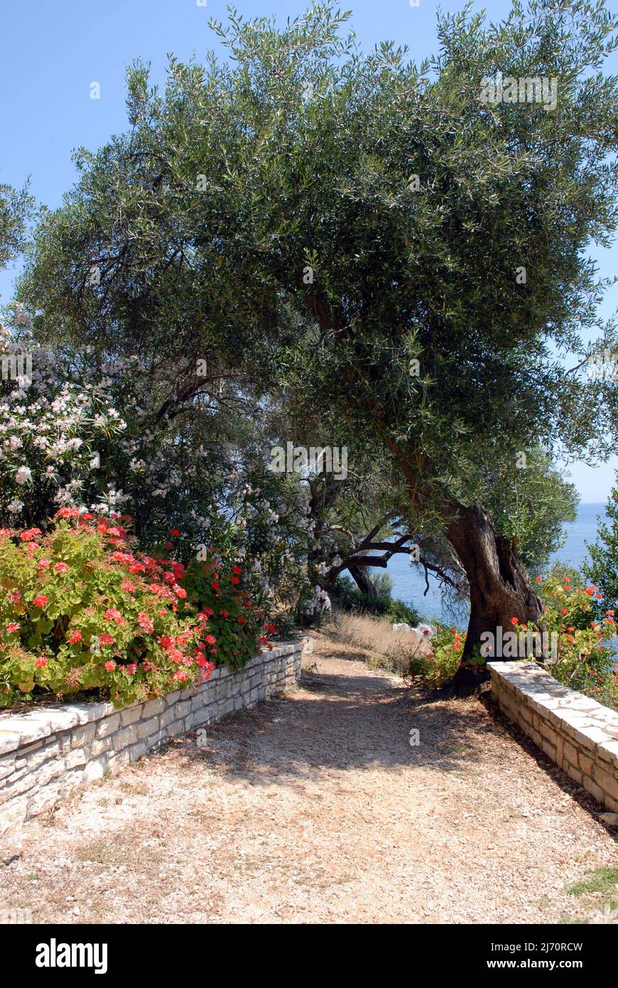 Coastal footpath with olive trees, Corfu, Greece Stock Photo - Alamy