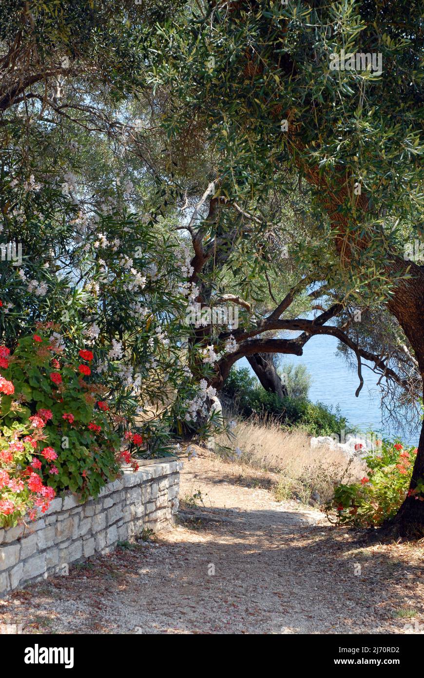 Coastal footpath with olive trees, Corfu, Greece Stock Photo - Alamy
