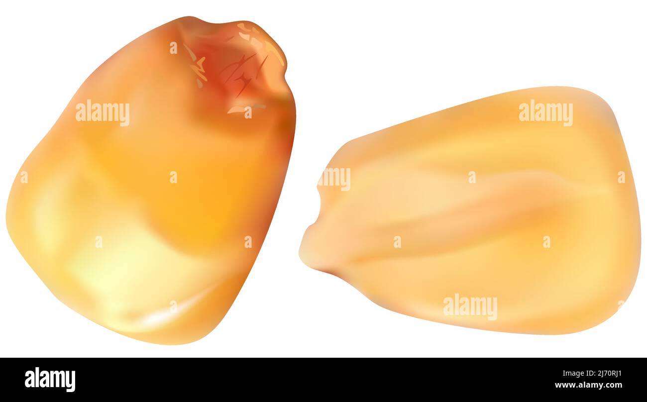 Two Corn Kernels Stock Vector Image & Art - Alamy