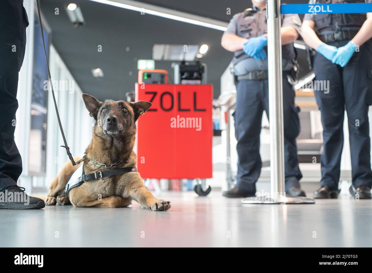 Aki, an eleven-year-old cash sniffing dog, lies at a control station ...