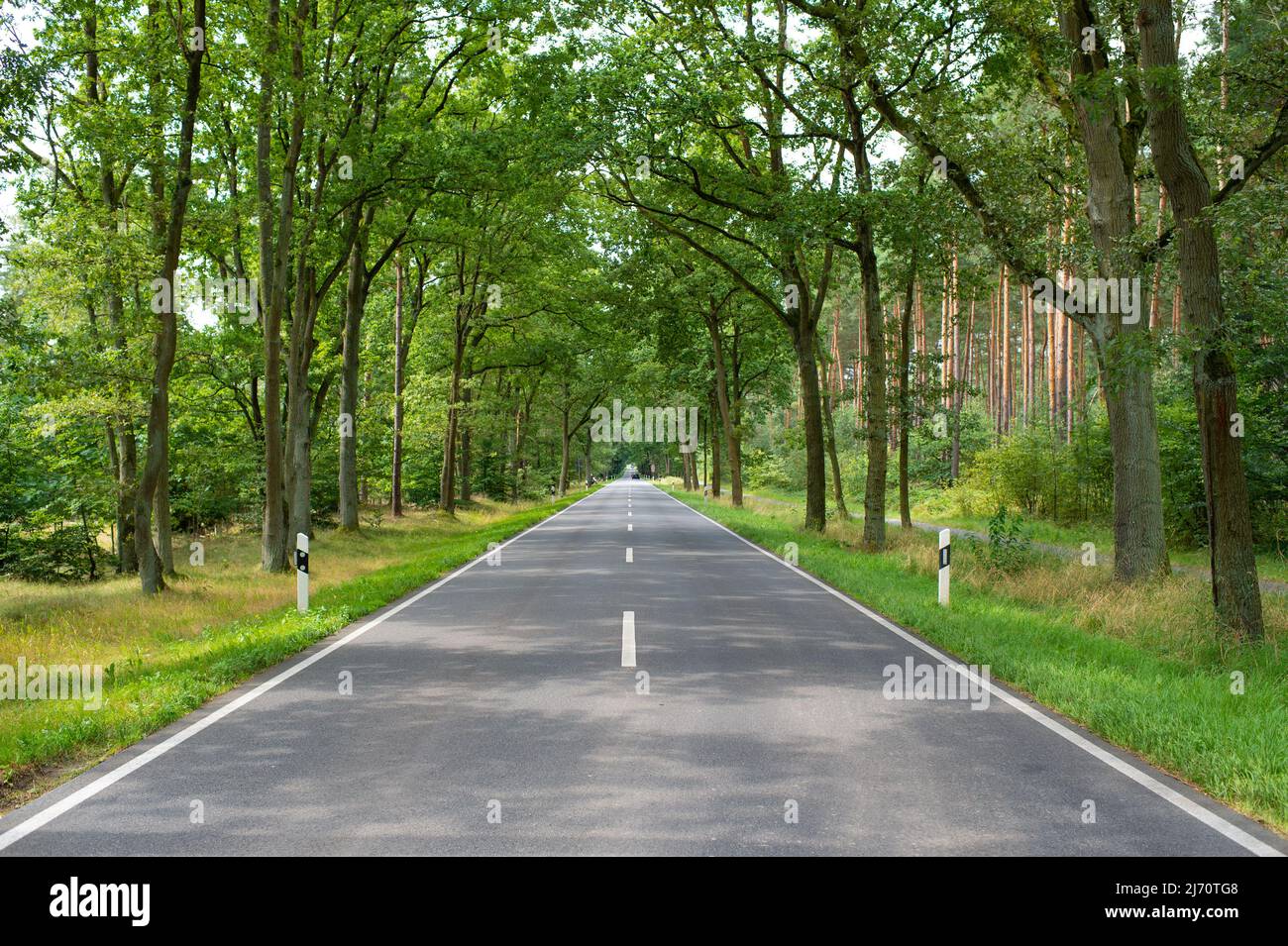 empty park alley road with green trees Stock Photo - Alamy